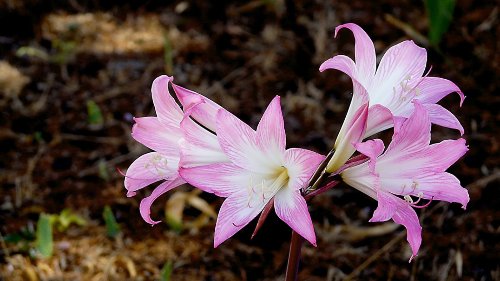A szirmok nyelvén - 7 gyönyörű cserepes virág Anyák napjára - Greenman