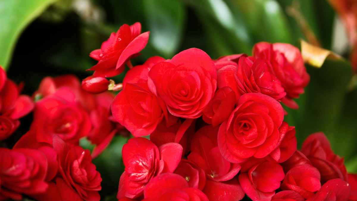 A szirmok nyelvén - 7 gyönyörű cserepes virág Anyák napjára - Greenman