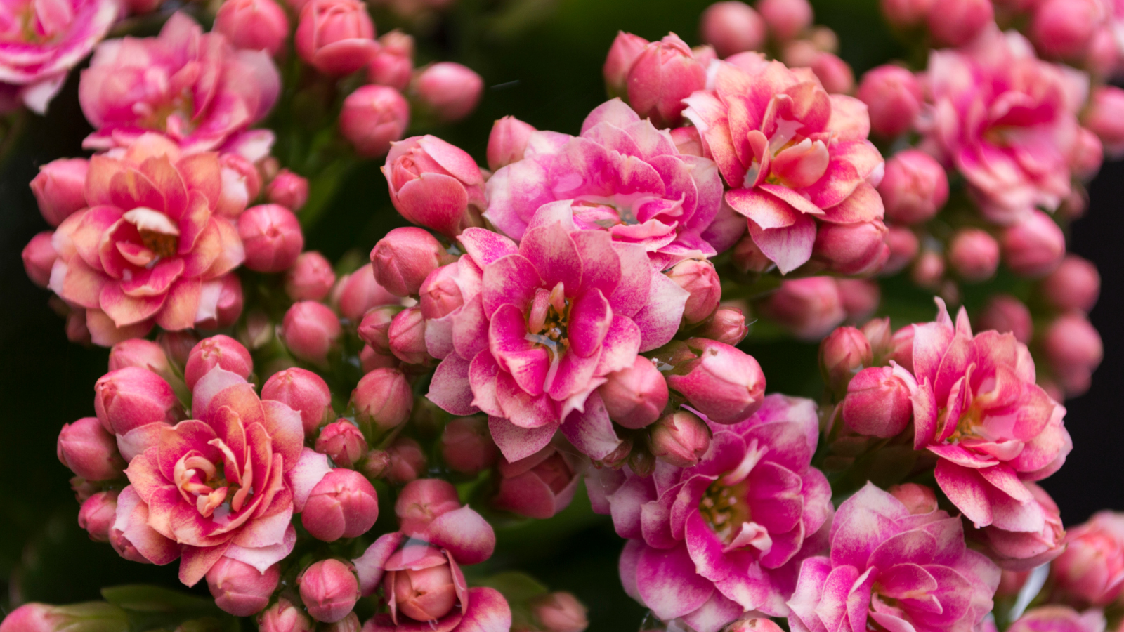 A szirmok nyelvén - 7 gyönyörű cserepes virág Anyák napjára - Greenman